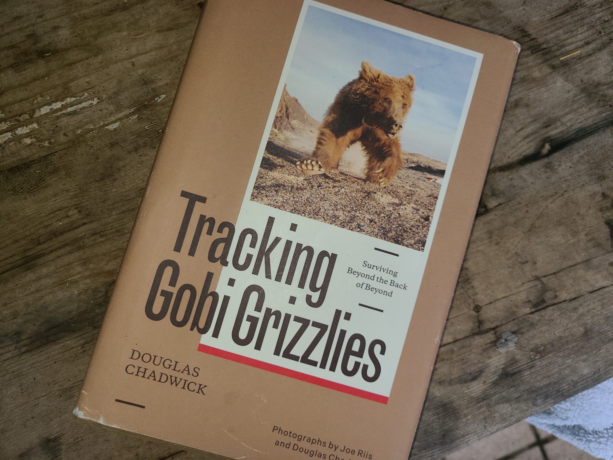 The Gobi Bear | Big Mongolia Travel